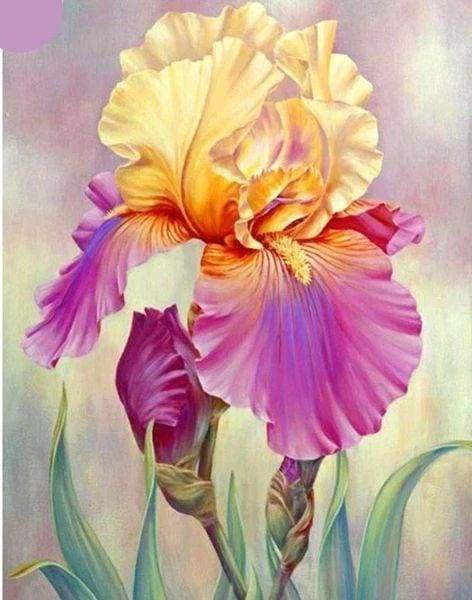 Diamond Painting - Iris bicolor – Figured'Art