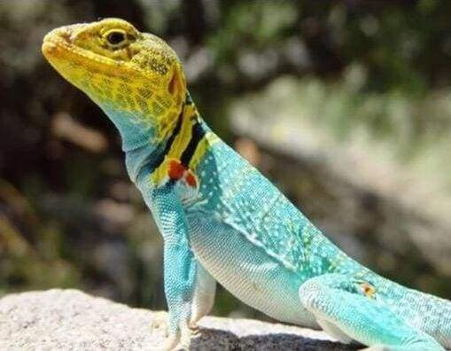 Diamond Painting - Lizard – Figured'Art